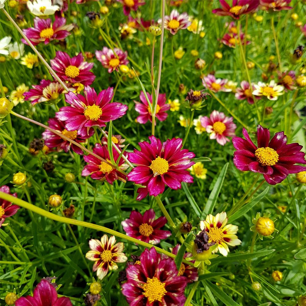 Mädchenauge (Coreopsis) LIL'L BANG Mercury Rising® | Lichtnelke ...