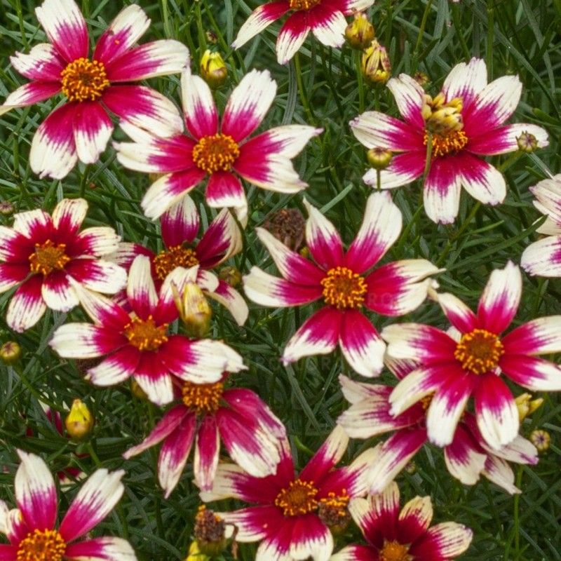 Mädchenauge (Coreopsis verticillata) Sunstar Rose | Lichtnelke ...