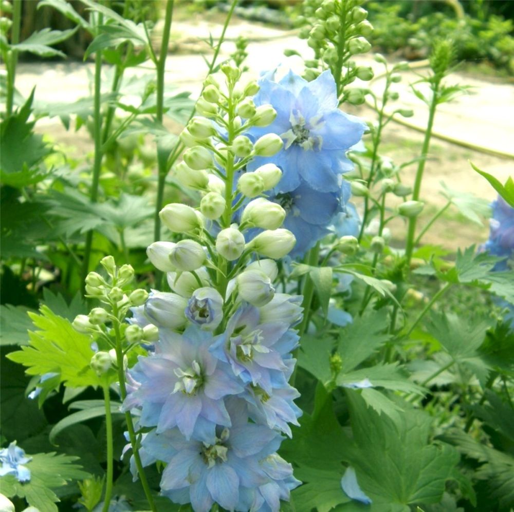 Rittersporn (Delphinium Magic Fountains) Sky Blue White Bee | Lichtnelke Pflanzenversand