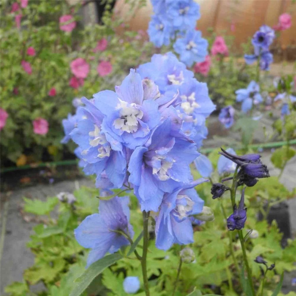 Rittersporn (Delphinium Pacific Giants ) SUMMER SKIES | Lichtnelke Pflanzenversand
