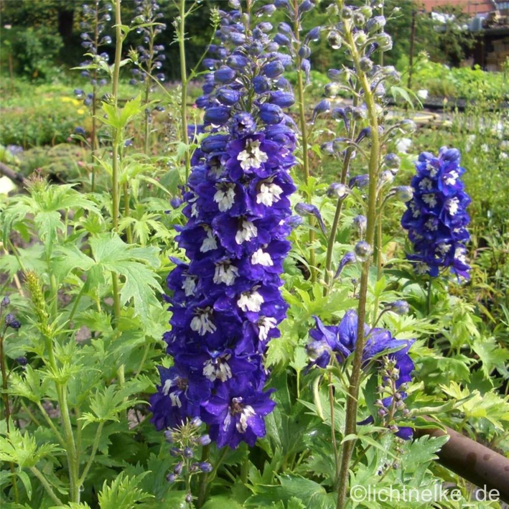 Rittersporn (Delphinium cultorum) Darkblue White Bee | Lichtnelke Pflanzenversand