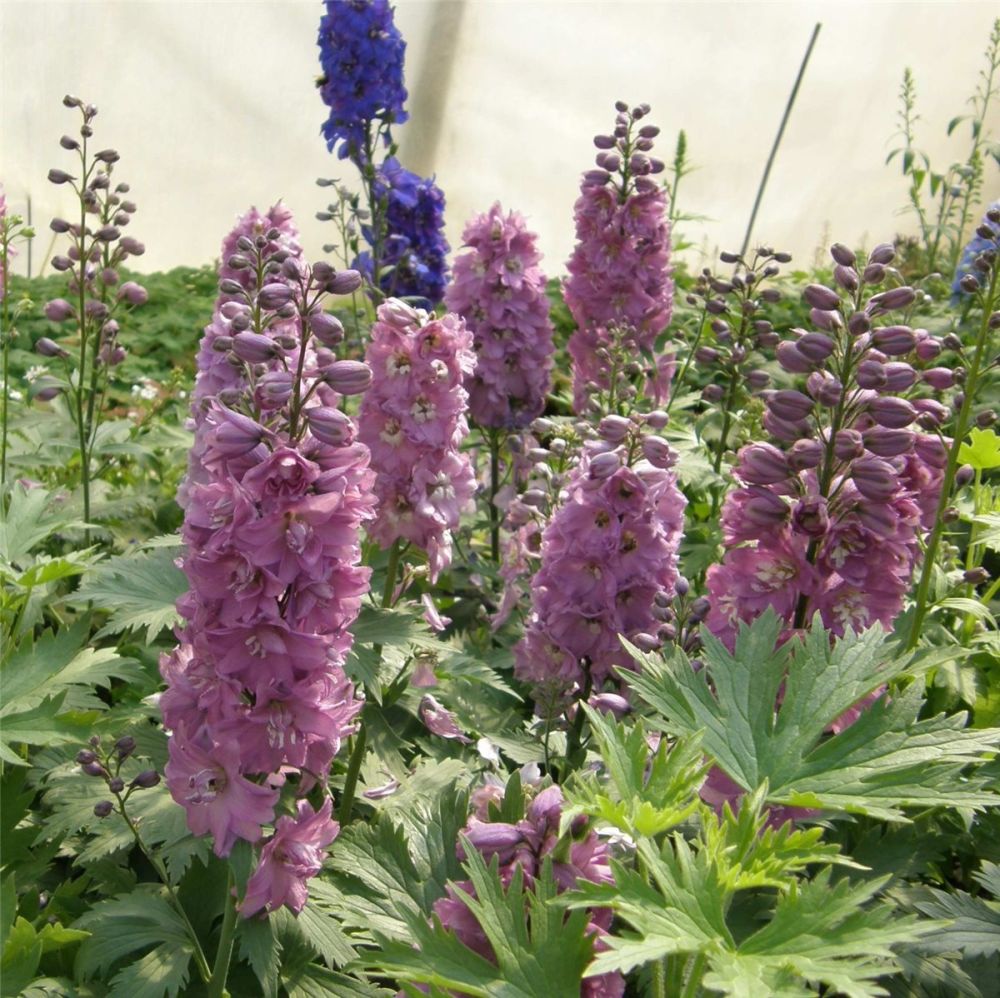 Rittersporn (Delphinium cultorum ) Rose White Bee | Lichtnelke Pflanzenversand