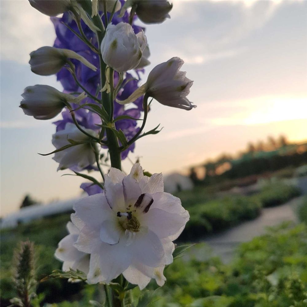 Rittersporn (Delphinium x cultorum) Magic Fountain White Dark Bee | Lichtnelke Pflanzenversand