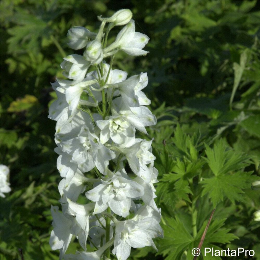 Rittersporn (Delphinium pacific ) Galahad | Lichtnelke Pflanzenversand