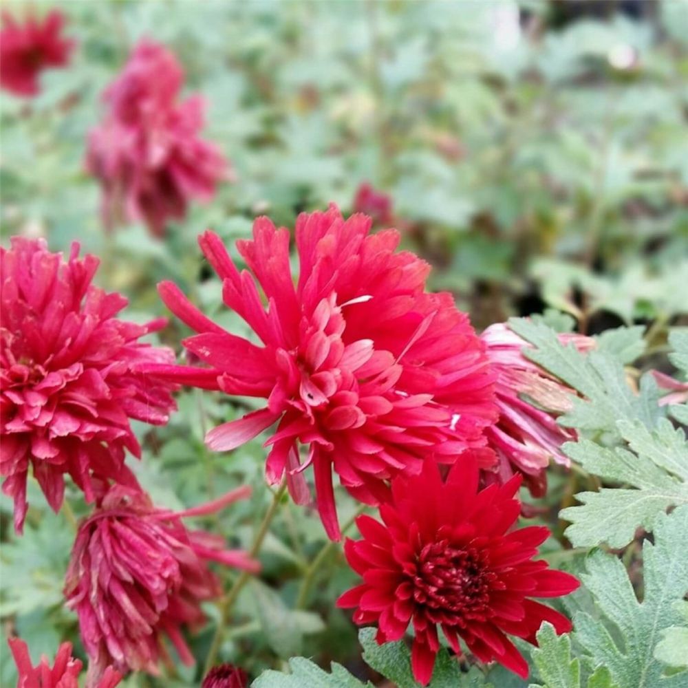 Herbstchrysantheme (Dendranthema indicum) RED VELVET | Lichtnelke ...