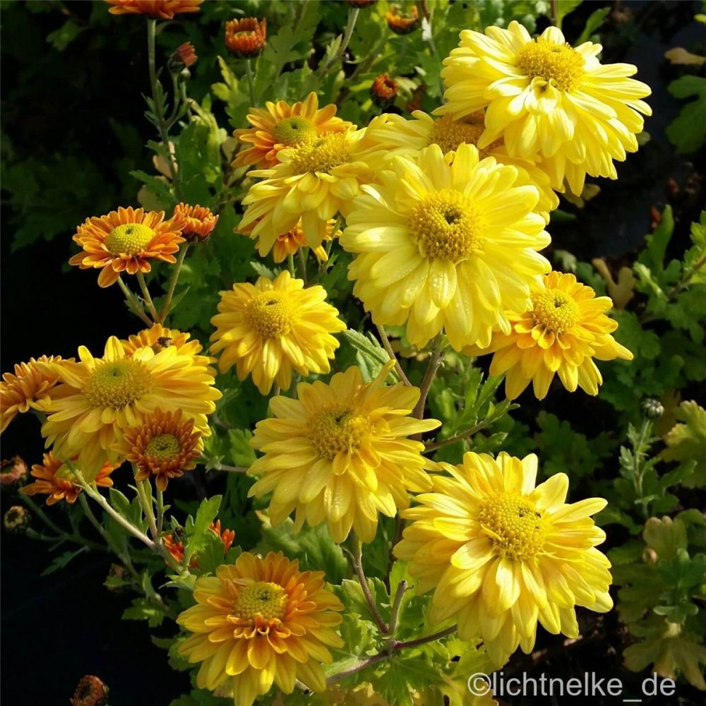 Herbstchrysantheme (Dendranthema indicum (x)) Goldmarianne | Lichtnelke ...
