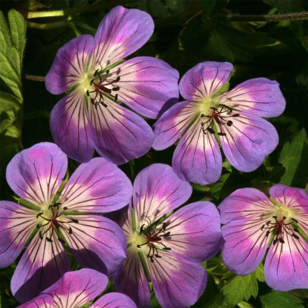 Storchschnabel (Geranium wallichianum) Sweet Heidy | Lichtnelke ...
