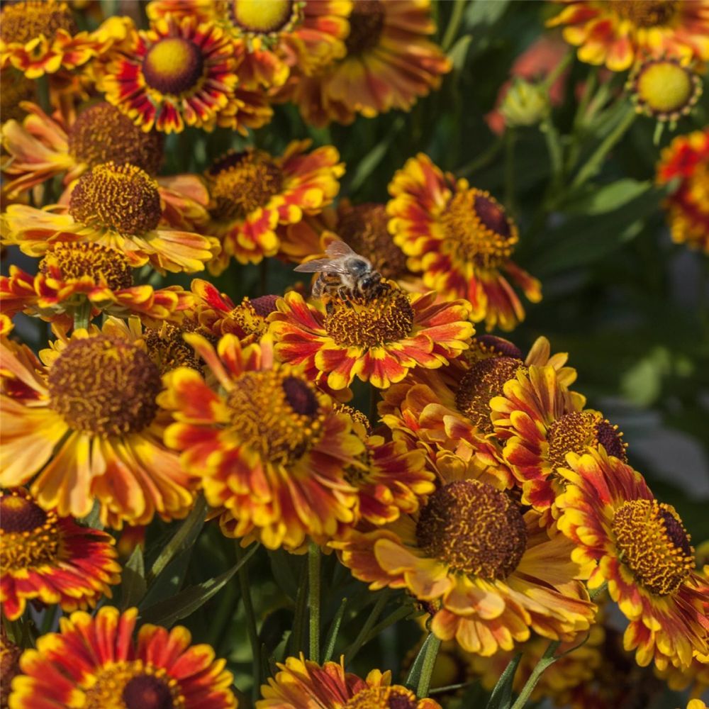 Sonnenbraut (Helenium autumnale) MARIACHI Fuego | Lichtnelke ...