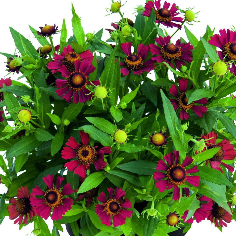 Sonnenbraut (Helenium) HELIAS Dark Red | Lichtnelke Pflanzenversand