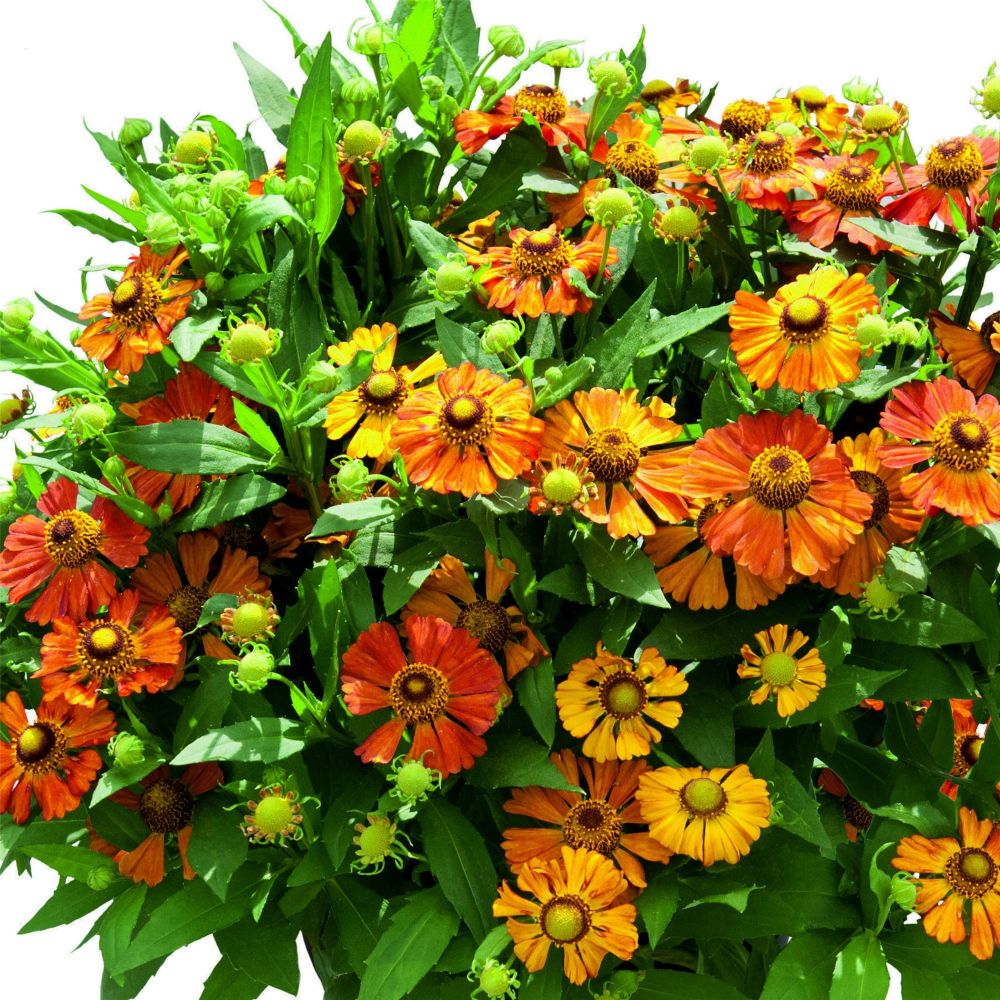Sonnenbraut (Helenium) HELIAS Orange | Lichtnelke Pflanzenversand