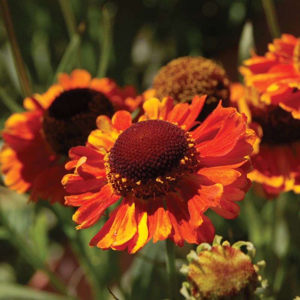 Sonnenbraut (Helenium) Mardi Grass | Lichtnelke Pflanzenversand