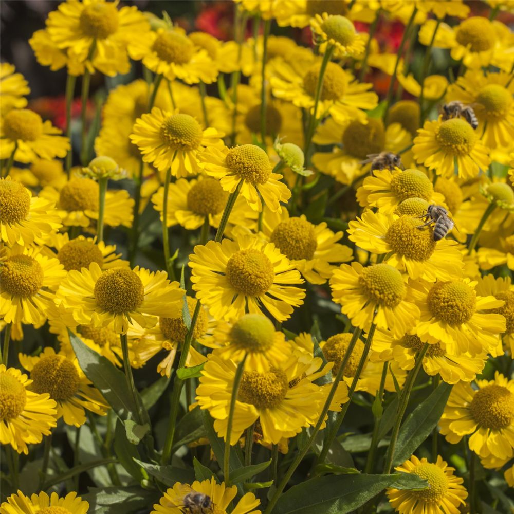 Sonnenbraut (Helenium autumnale) MARIACHI Sombrero | Lichtnelke ...