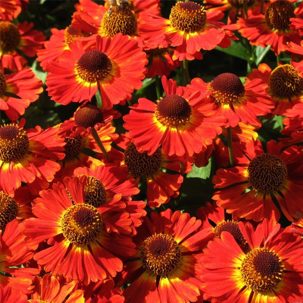 Sonnenbraut (Helenium autumnale) MARIACHI Salsa | Lichtnelke ...