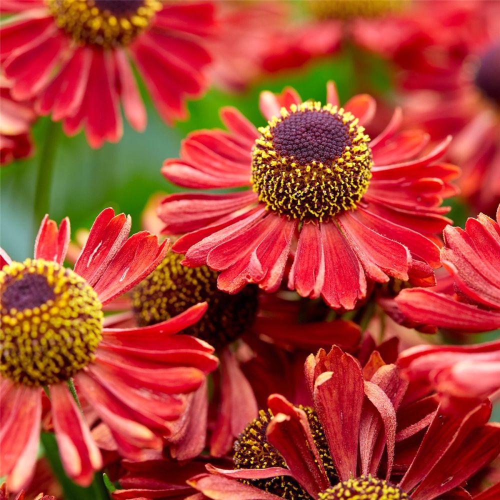 Sonnenbraut (Helenium autumnale) MARIACHI Siesta | Lichtnelke ...