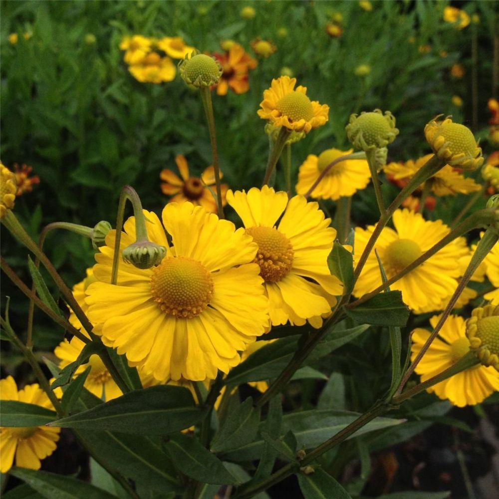Sonnenbraut (Helenium autumnale) Helena Gold | Lichtnelke Pflanzenversand