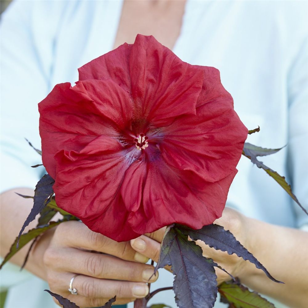Riesen-Hibiskus (Hibiscus moscheutos) Carousel® Red Wine | Lichtnelke ...