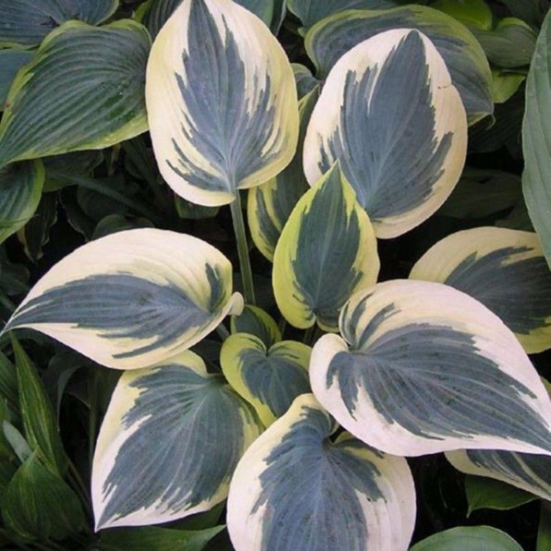 Funkie (Hosta hybride) Valley's Glacier | Lichtnelke Pflanzenversand