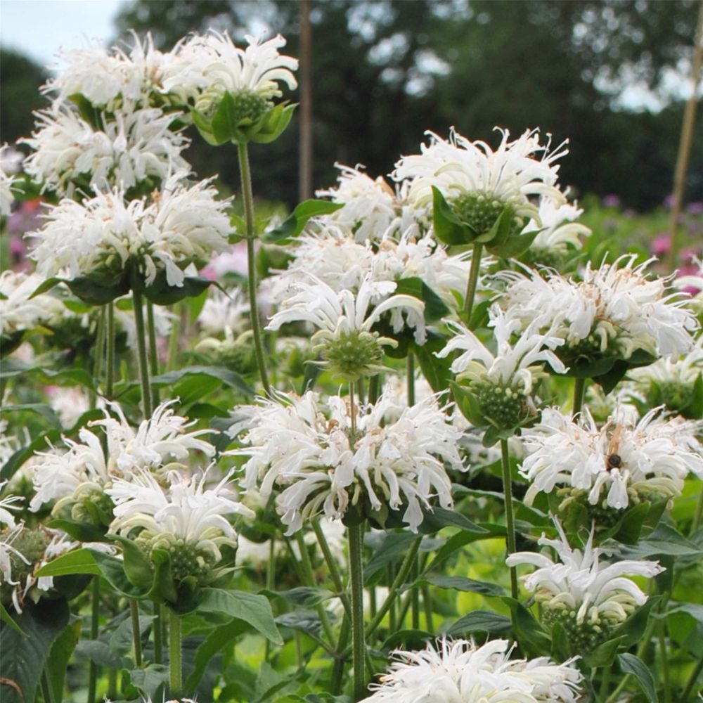 Indianernessel (Monarda x cultorum) BEE Bright | Lichtnelke Pflanzenversand