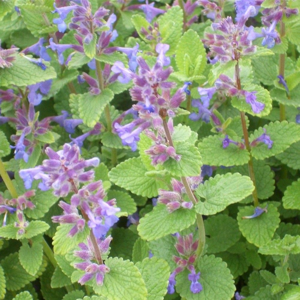Katzenminze (Nepeta x faassenii) blau | Lichtnelke Pflanzenversand