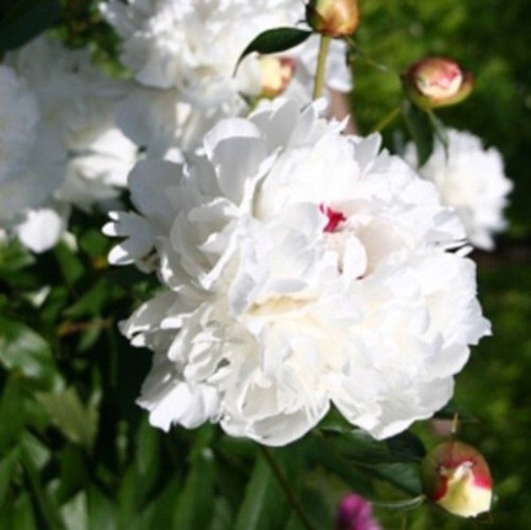 Bauernrose (Paeonia officinalis) weiß | Lichtnelke Pflanzenversand