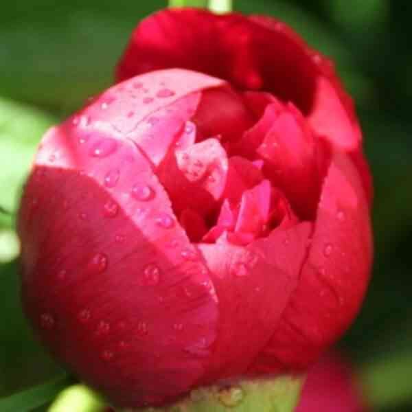 Bauernrose (Paeonia officinalis) rot | Lichtnelke Pflanzenversand