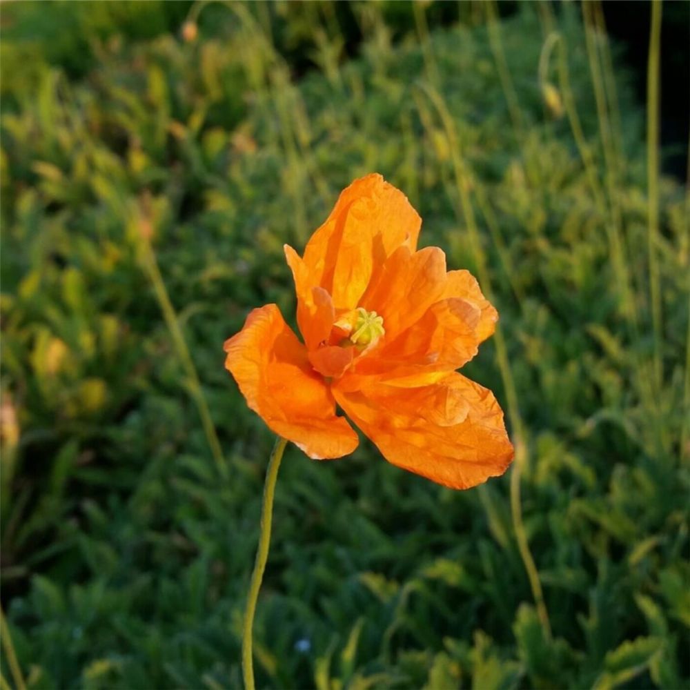 Altas-Mohn (Papaver rupifragum) Orange Feathers / Tangerine Parfait ...