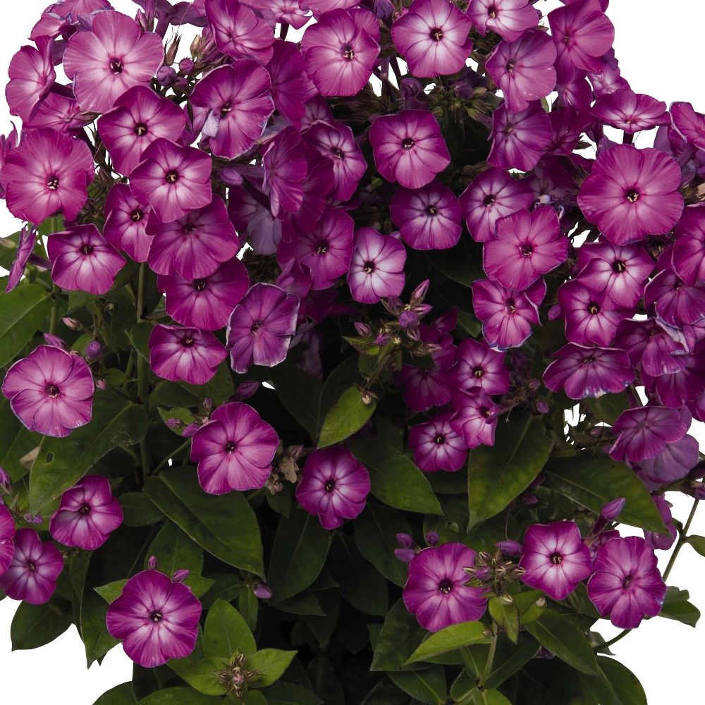 Flammenblume (Phlox paniculata) FLAME Purple Eye | Lichtnelke ...