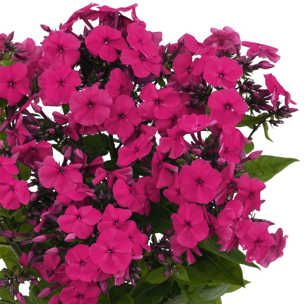 Flammenblume (Phlox) FAMOUS Pro Cerise | Lichtnelke Pflanzenversand