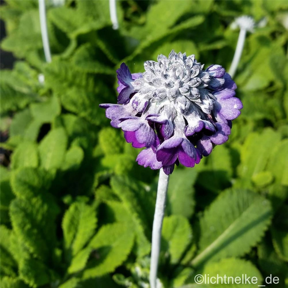 Himalayaprimel (Primula capitata) Salvana | Lichtnelke Pflanzenversand