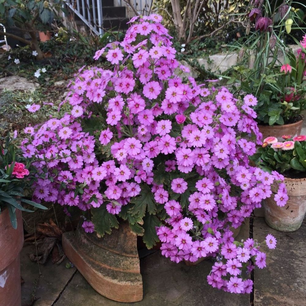 Primel (Primula sinensis x filchnerae) OOH LA LA! 'Pastel Pink ...