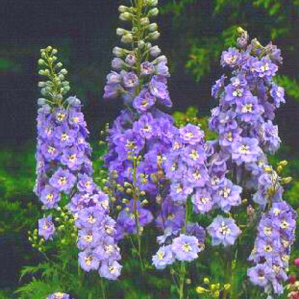 Rittersporn (Delphinium cultorum) PACIFIC GIANTS Guinevere | Lichtnelke Pflanzenversand