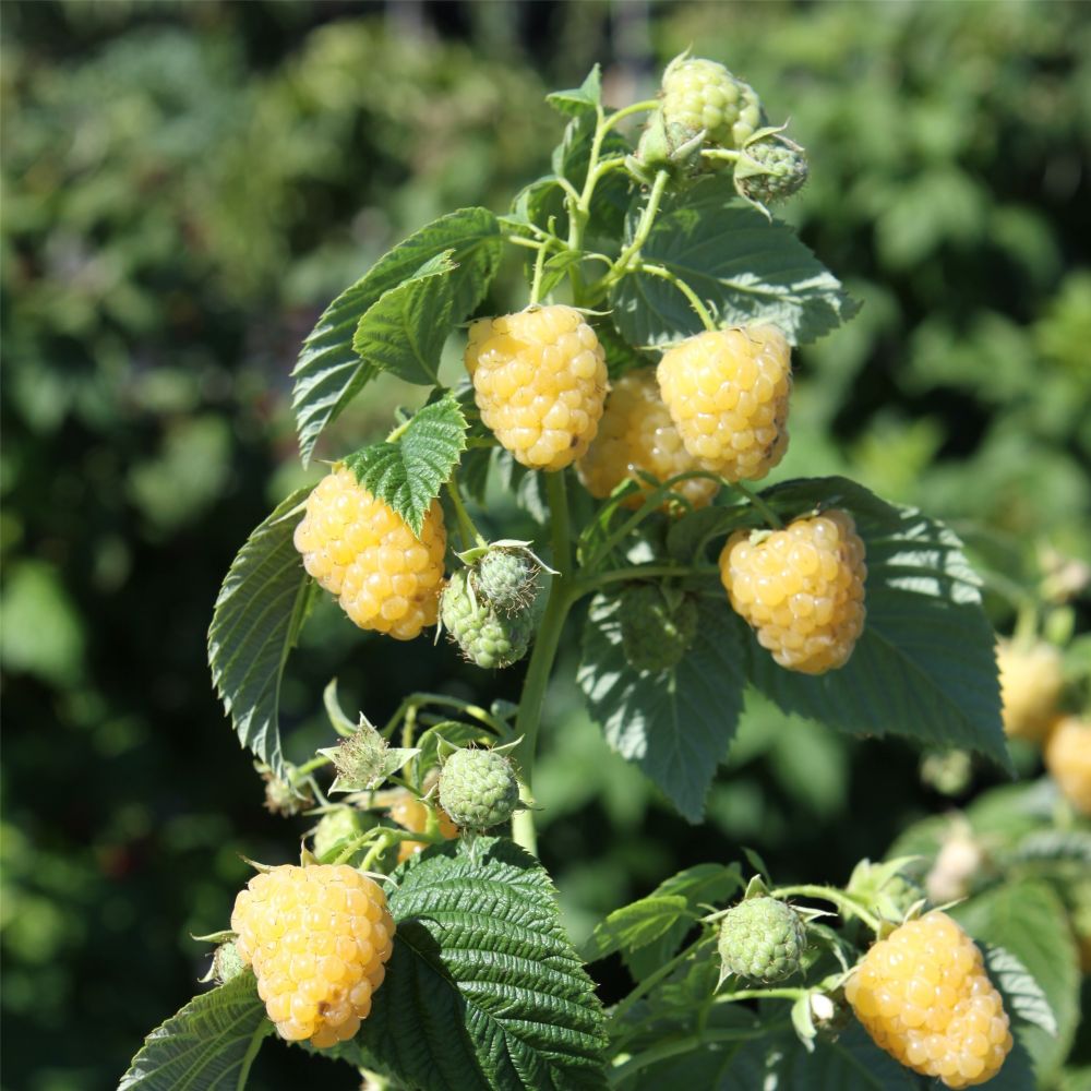 Himbeere (Rubus idaeus) Twotimer® Sugana® GELB | Lichtnelke Pflanzenversand