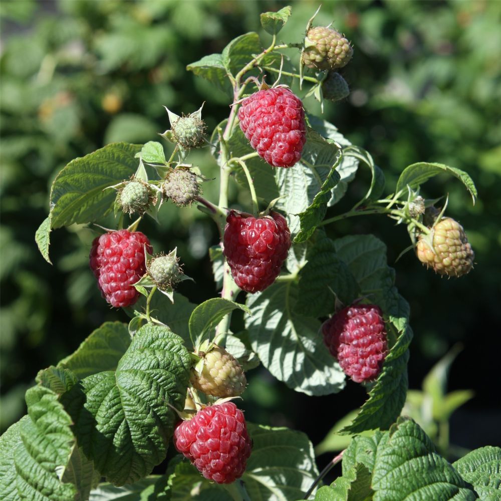Himbeere (Rubus idaeus) TWOTIMER Sugana® | Lichtnelke Pflanzenversand