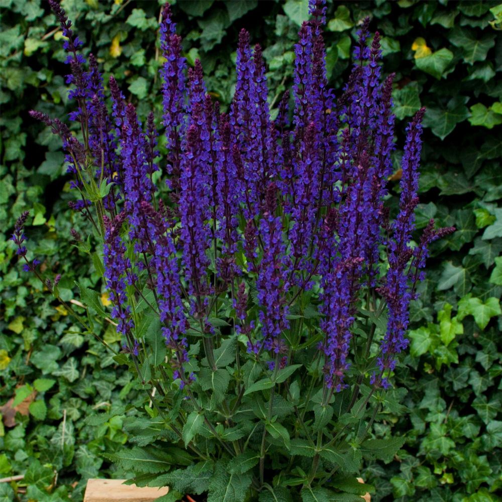 Salbei (Salvia nemorosa ) Deep Blue Field | Lichtnelke Pflanzenversand