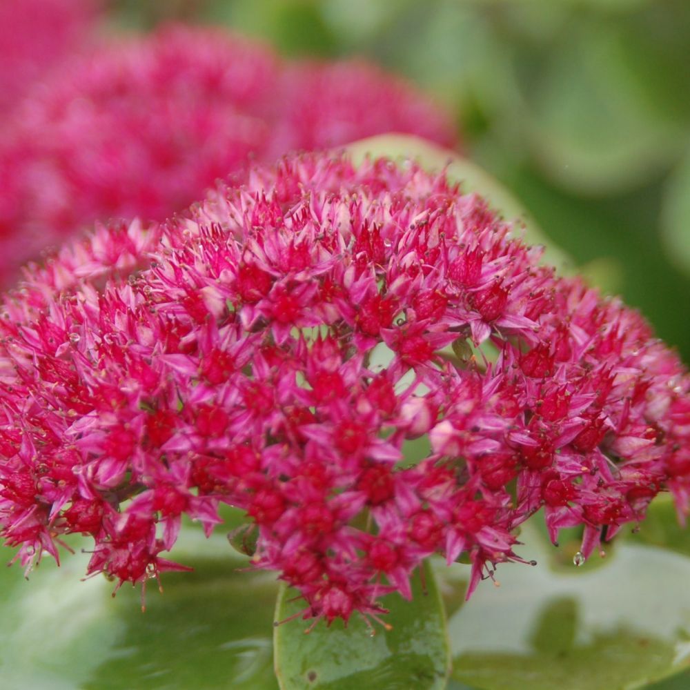 Pracht-Fetthenne (Sedum x) Sunset Boulevard | Lichtnelke Pflanzenversand