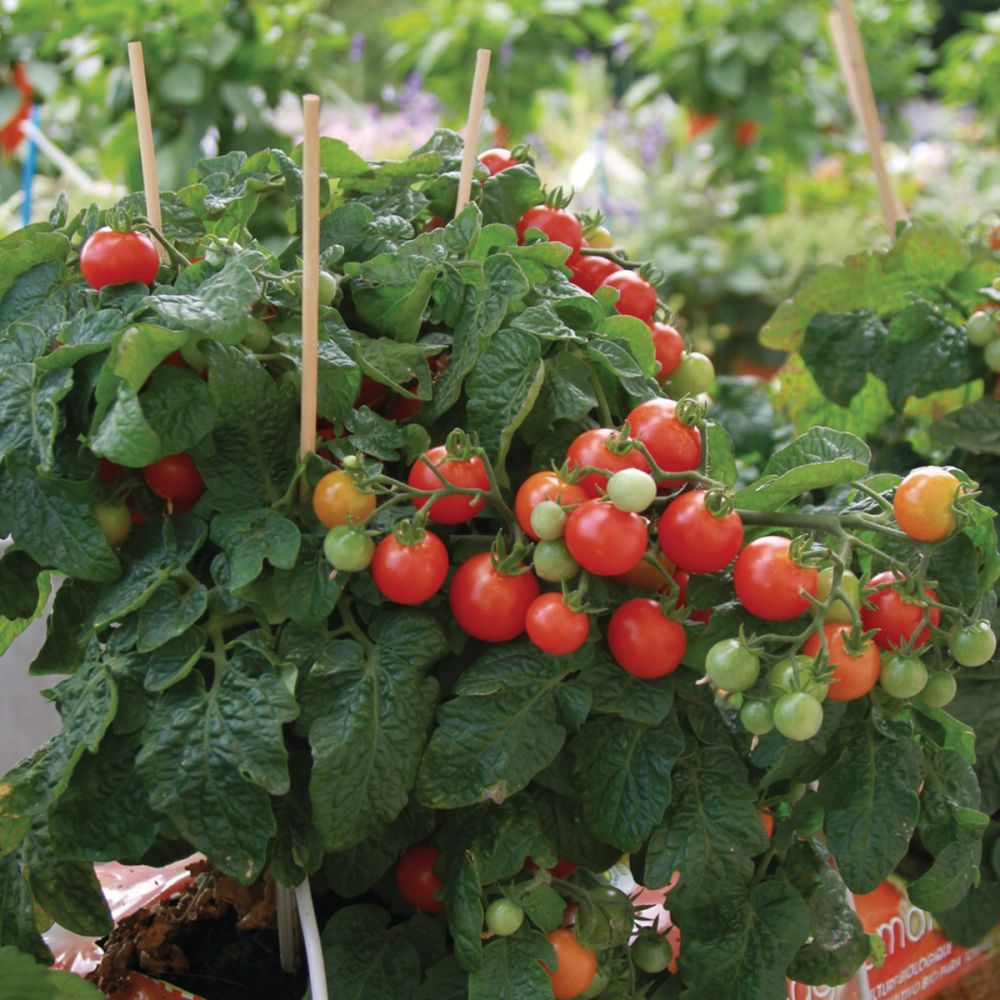 Mini-Tomate (Solanum lycopersicum) Balconi Red | Lichtnelke Pflanzenversand