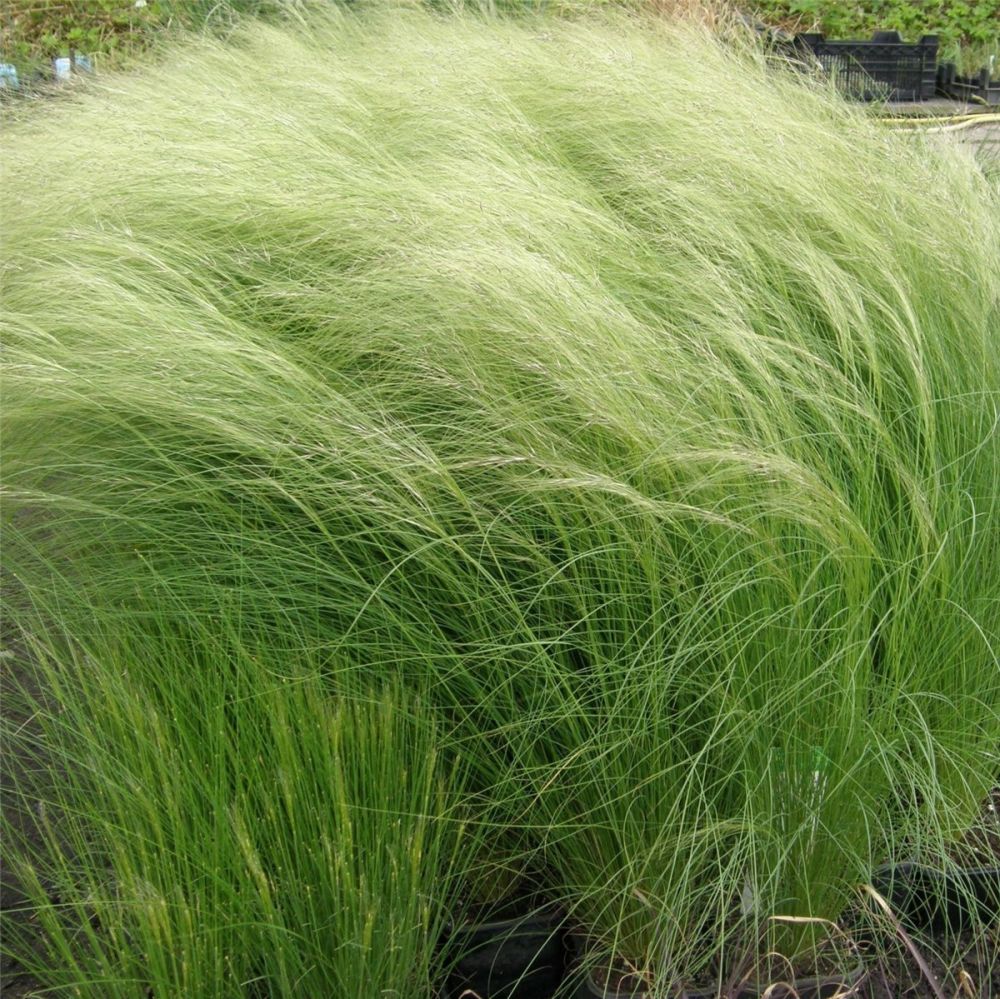 Zartes Federgras (Stipa tenuissima) Pony Tails | Lichtnelke Pflanzenversand