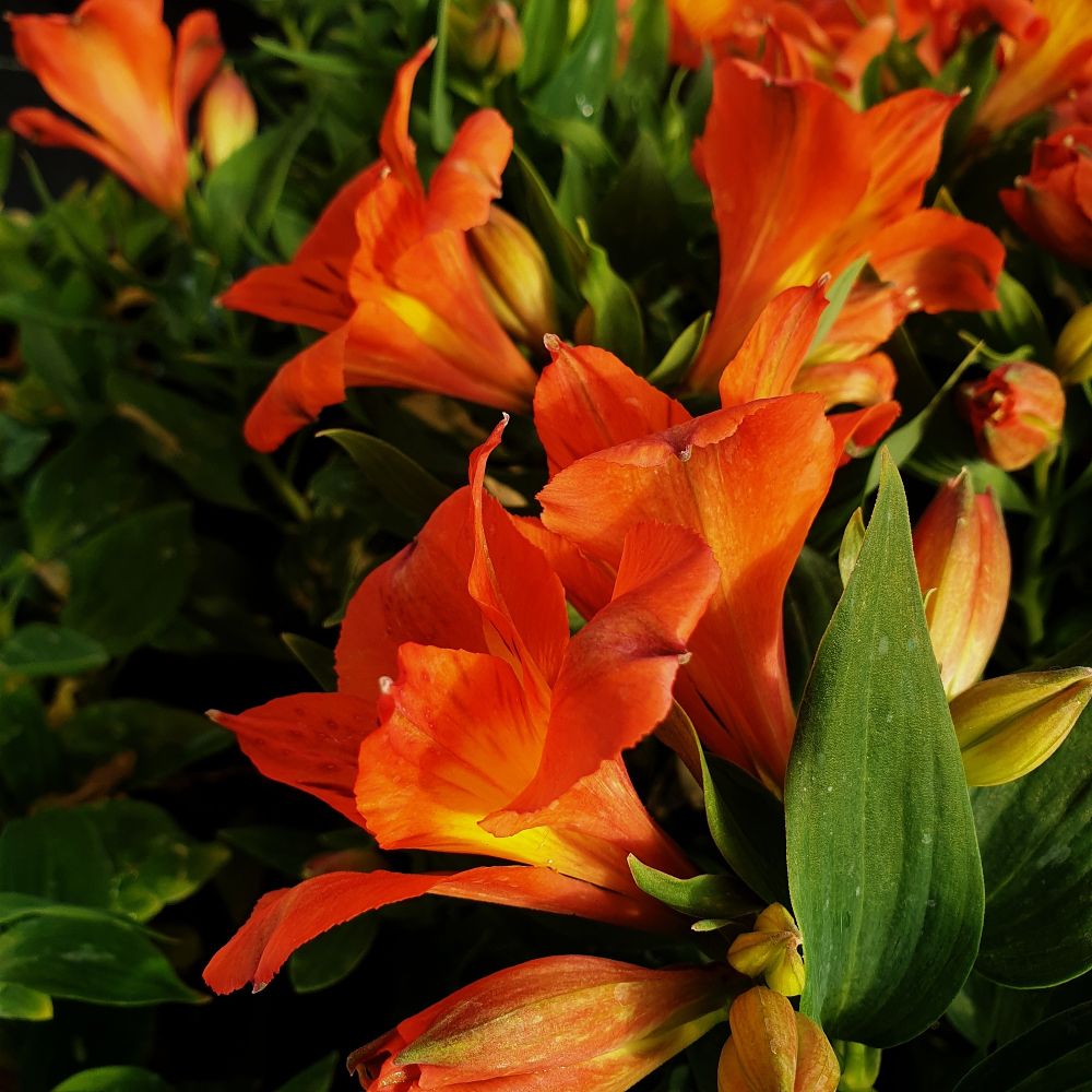 Inkalilie (Alstroemeria) COLORITA Amina® | Lichtnelke Pflanzenversand