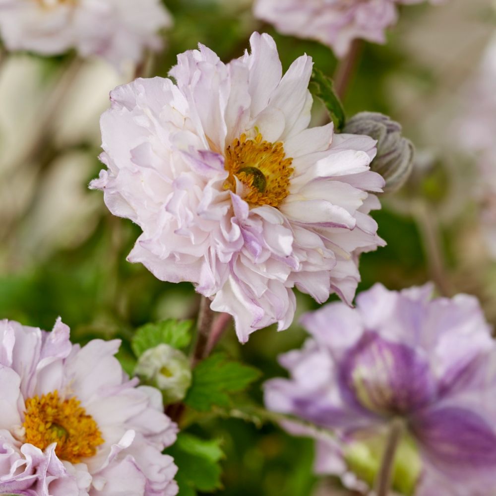 Herbstanemone (Anemone hybrid) Frilly Knickers | Lichtnelke Pflanzenversand