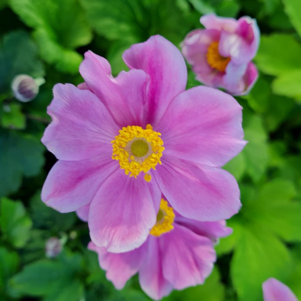 Herbst-Anemone (Anemone hupehensis) Splendens | Lichtnelke Pflanzenversand