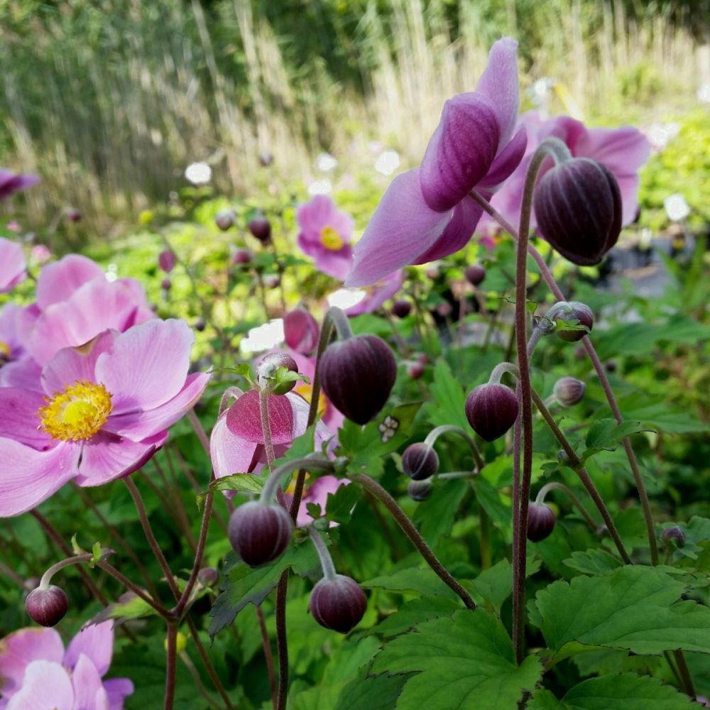 Herbst-Anemone (Anemone hupehensis) Splendens | Lichtnelke Pflanzenversand