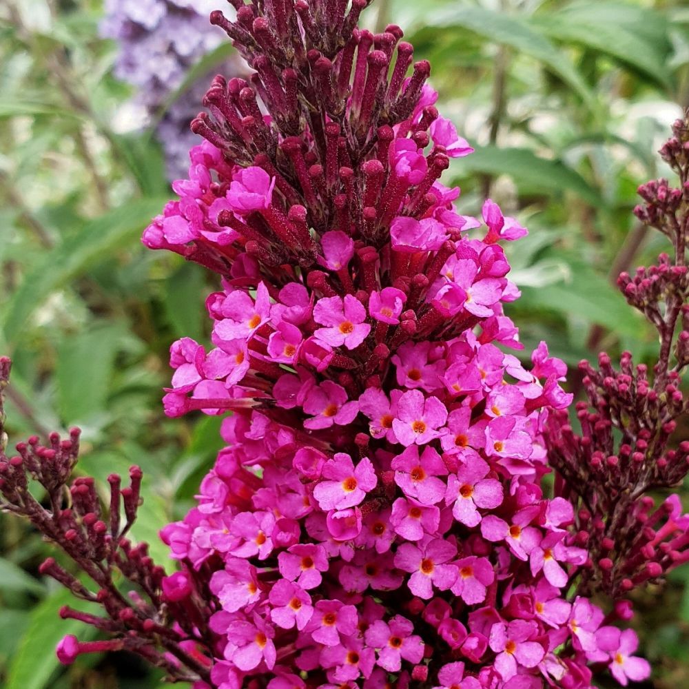 Zwerg-Schmetterlingsflieder (Buddleja davidii) BUZZ Hot Raspberry ...