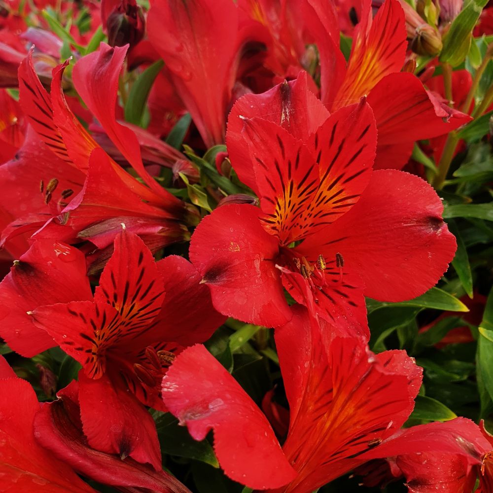 Inkalilie (Alstroemeria hybrid) Colorita® Charlene | Lichtnelke ...
