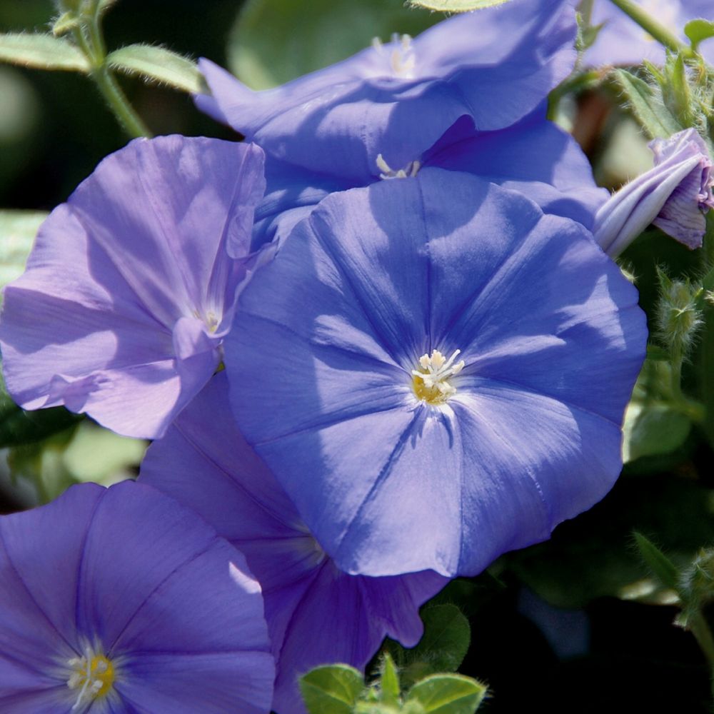 Zierwinde (Convolvulus sabatius) Blue Cascade | Lichtnelke Pflanzenversand