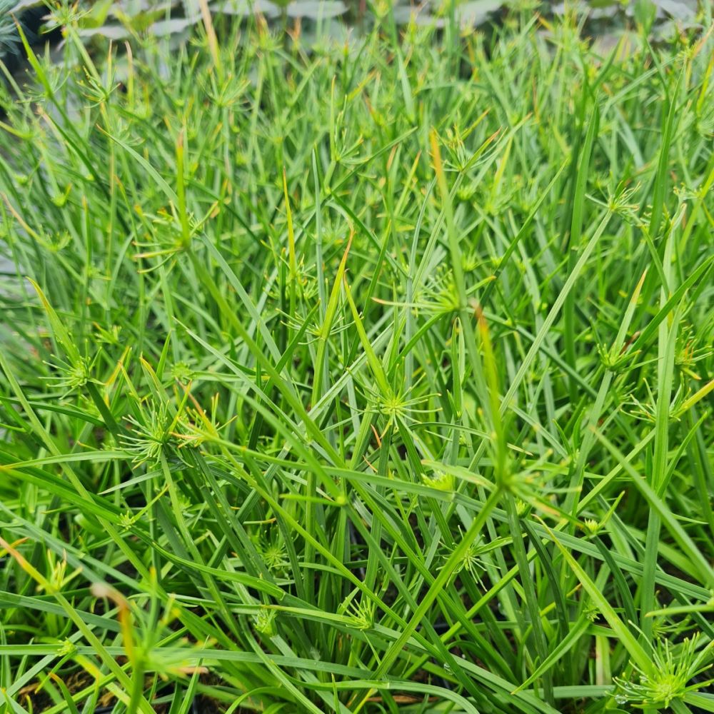 Papyrus (Cyperus prolifer) Cleopatra | Lichtnelke Pflanzenversand