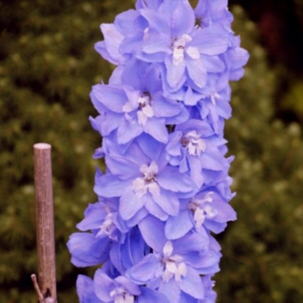 Rittersporn (Delphinium cultorum) PACIFIC GIANTS Camelliard | Lichtnelke Pflanzenversand