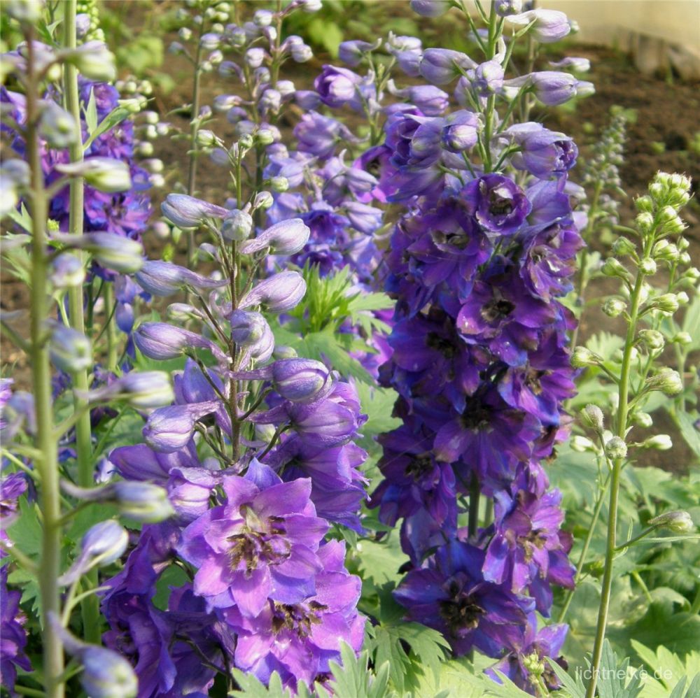 Rittersporn (Delphinium cultorum ) Darkblue Black Bee | Lichtnelke Pflanzenversand