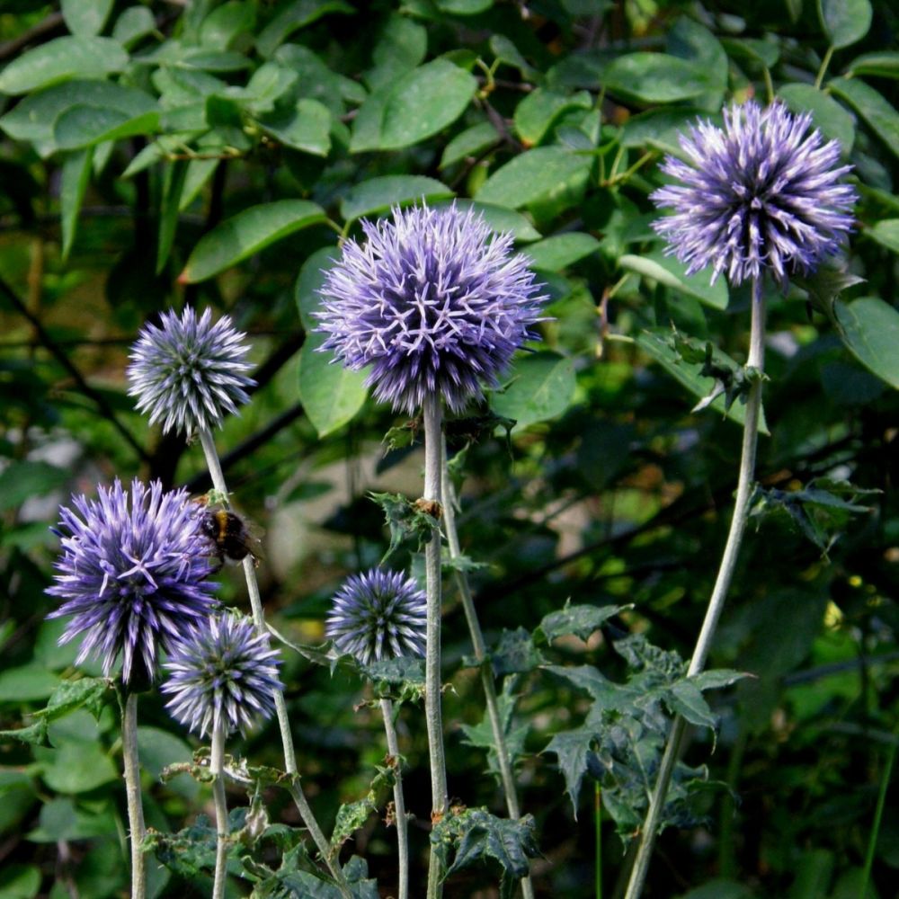 Kugeldistel (Echinops ritro) | Lichtnelke Pflanzenversand