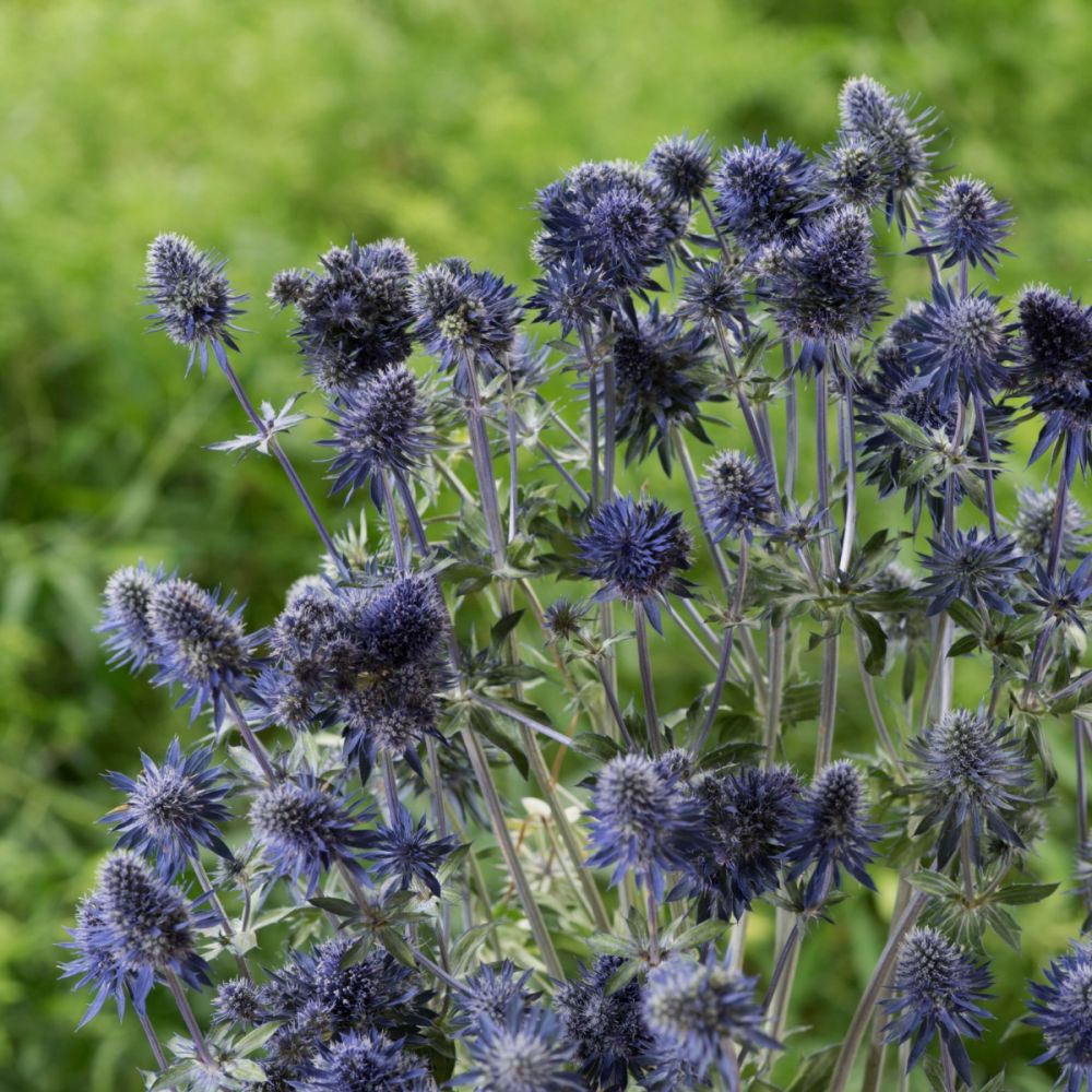 Edeldistel (Eryngium planum) MAGICAL Purple Falls | Lichtnelke ...