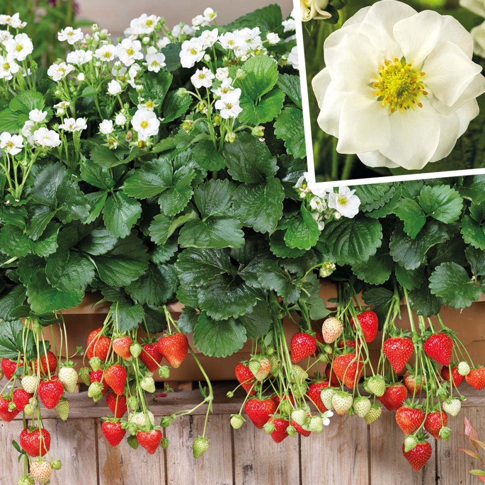 Immertragende Gartenerdbeere (Fragaria ananassa) SUMMER BREEZE Snow ...